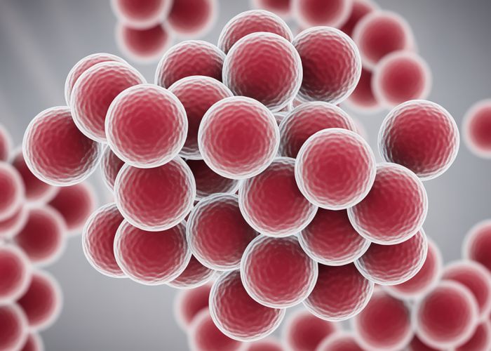 Spherical Cocci Bacteria: Are You at Risk? Find Out Now!